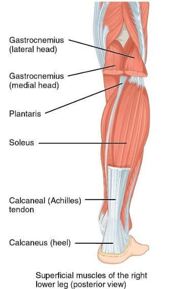 muscles-of-the-shin | Elder Strength